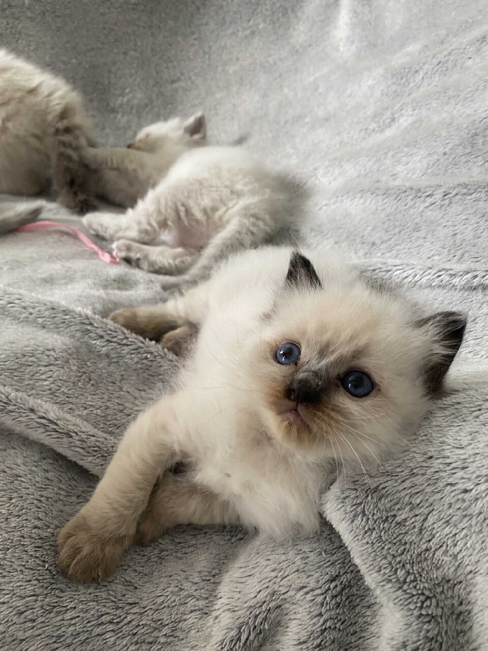 Koty rasy Ragdoll | Tarnów | Kup teraz na Allegro Lokalnie