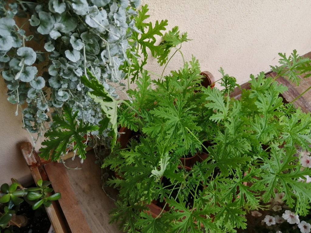 Geranium, anginka, cytrynka, ekologiczna sadzonka | Ruda Białaczowska ...