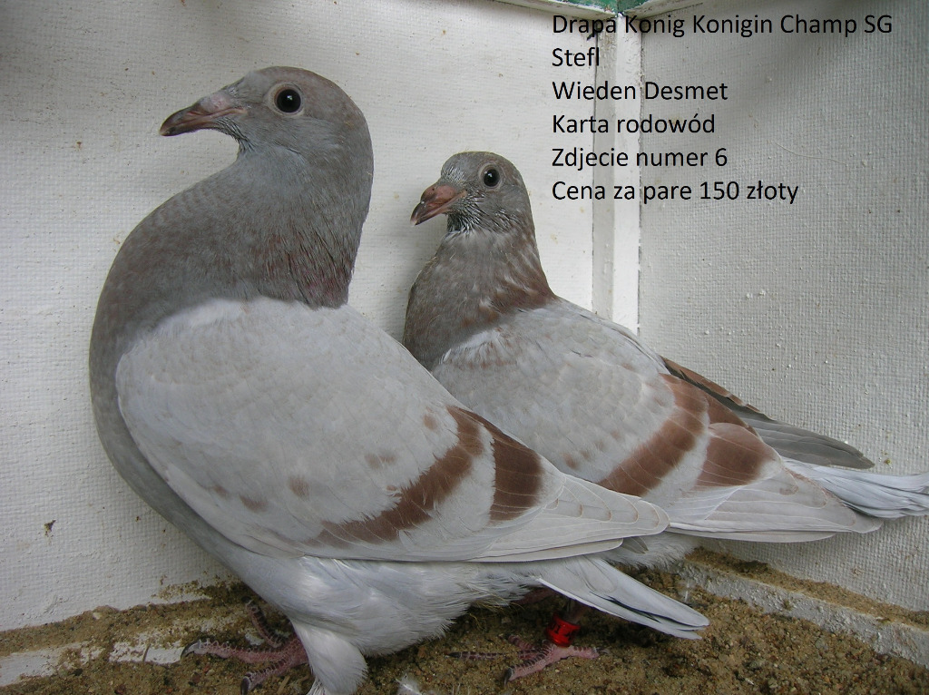 Gołębie pocztowe młode super pochodzenie 2024 rok | Bełchatów ...