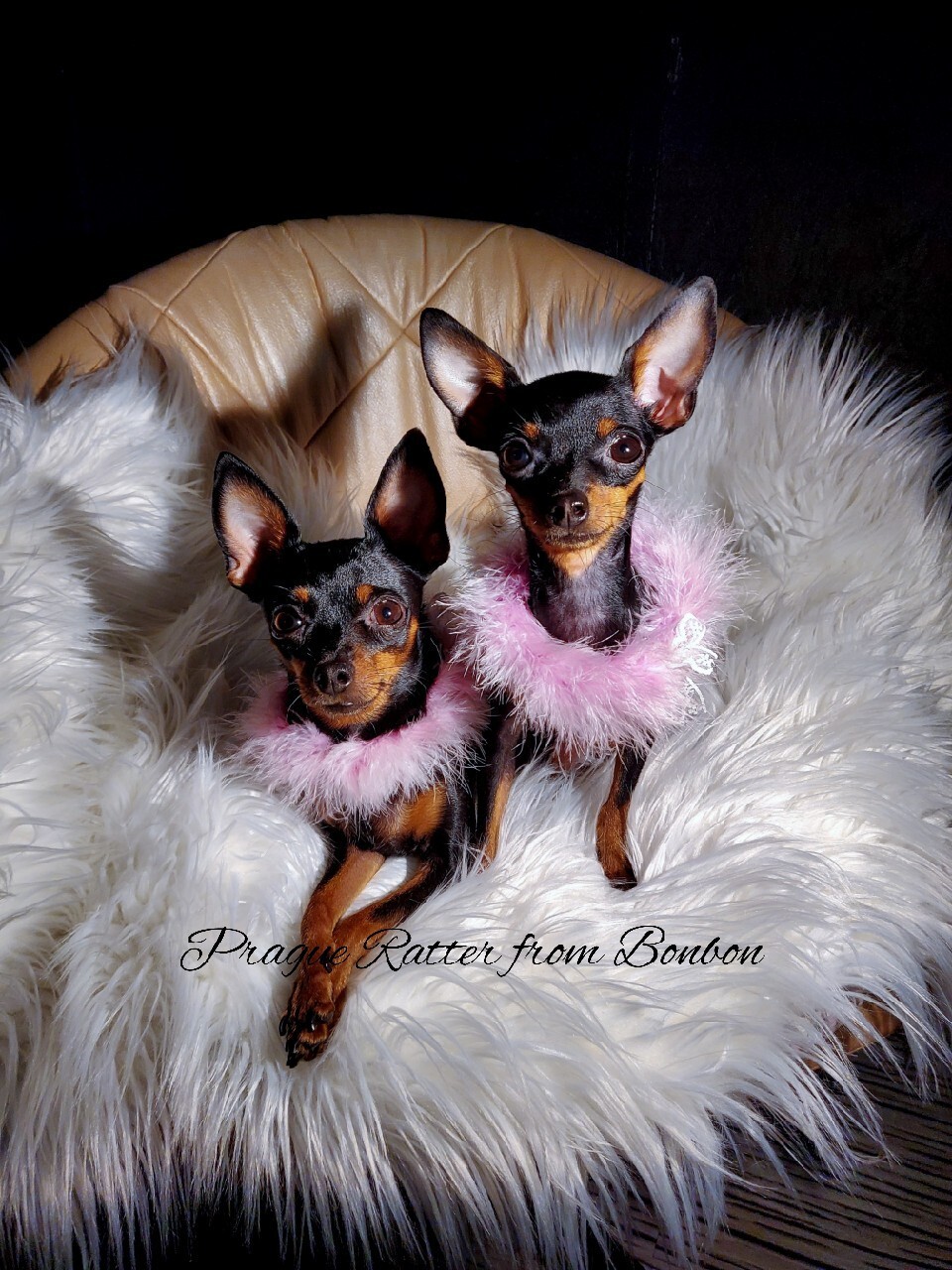 Mini ratlerki Ratlerek Prahos Ratter Ratler | Warszawa | Ogłoszenie na ...