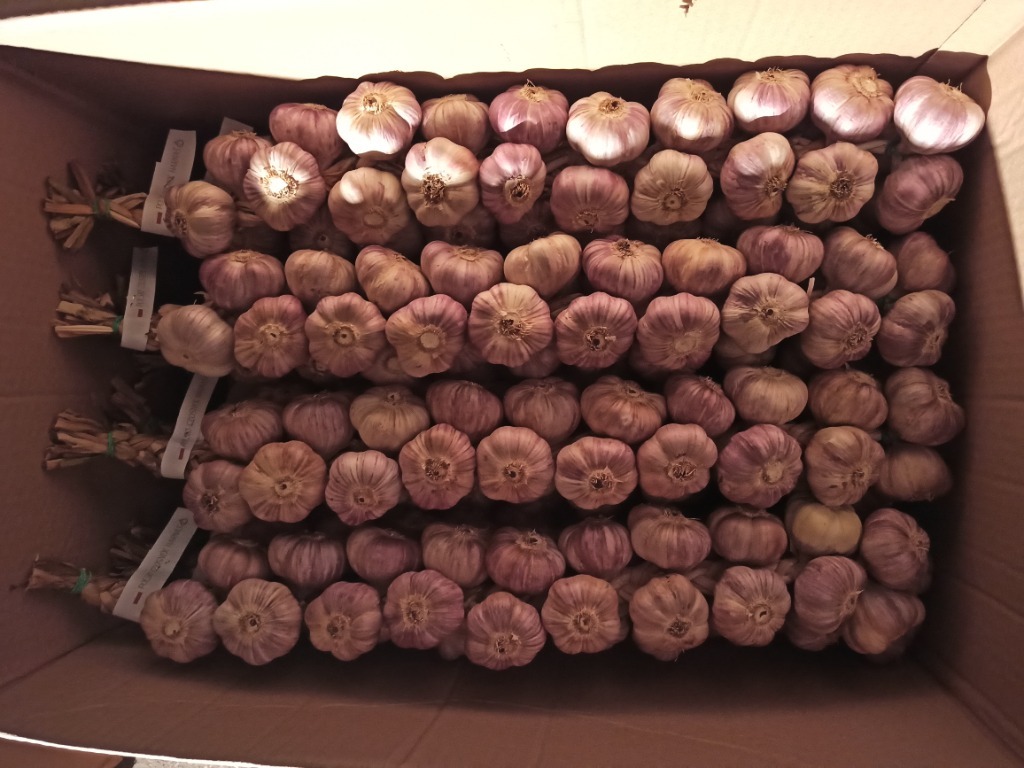 Czosnek POLSKI Harnaś - piękne plecione warkocze | Skotniki Dolne ...