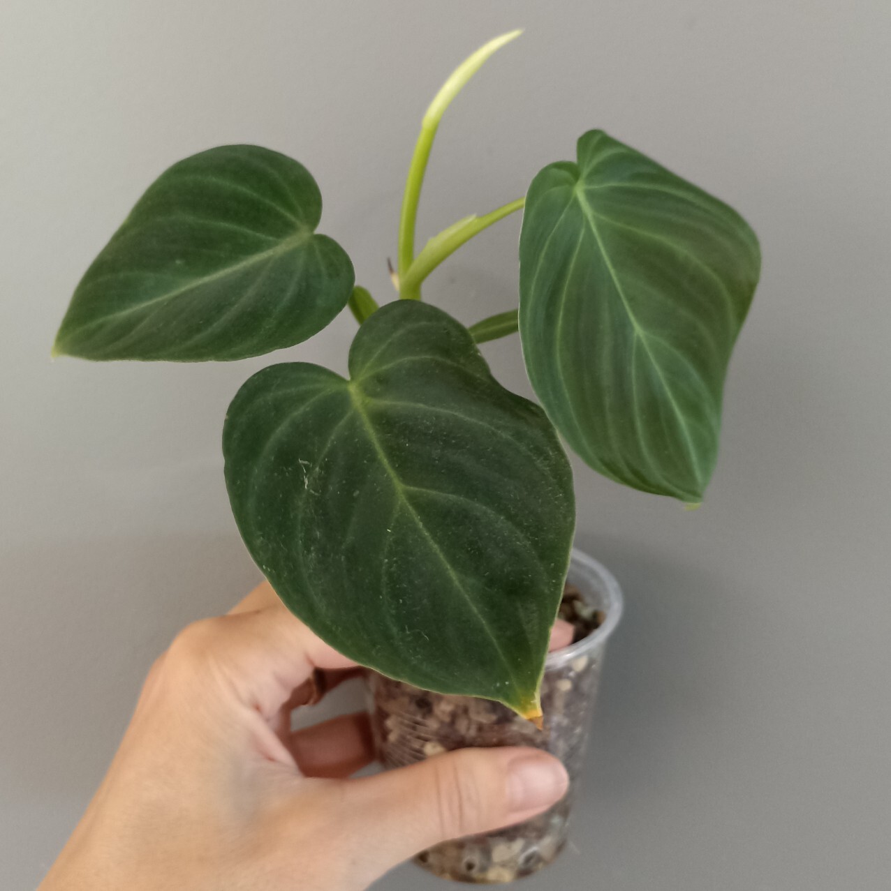 Filodendron splendid/ philodendron splendid | Wrocław | Kup teraz na ...