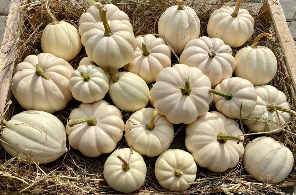 Dynia Baby Boo dekoracyjna/jadalna/biała-12szt | Wierzchosławice | Kup ...