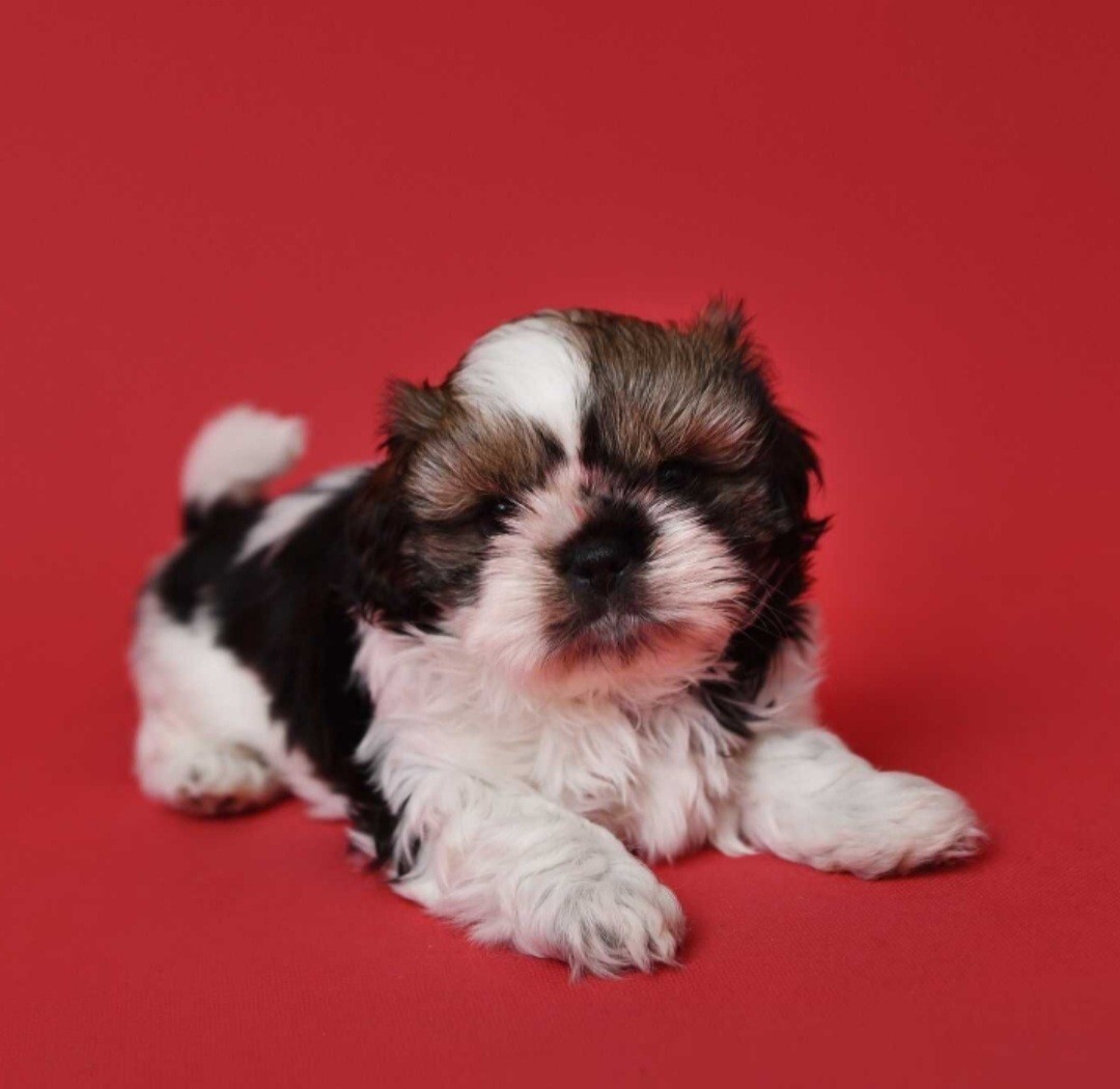 Shih-tzu - Suczka - Niska cena na Allegro.pl