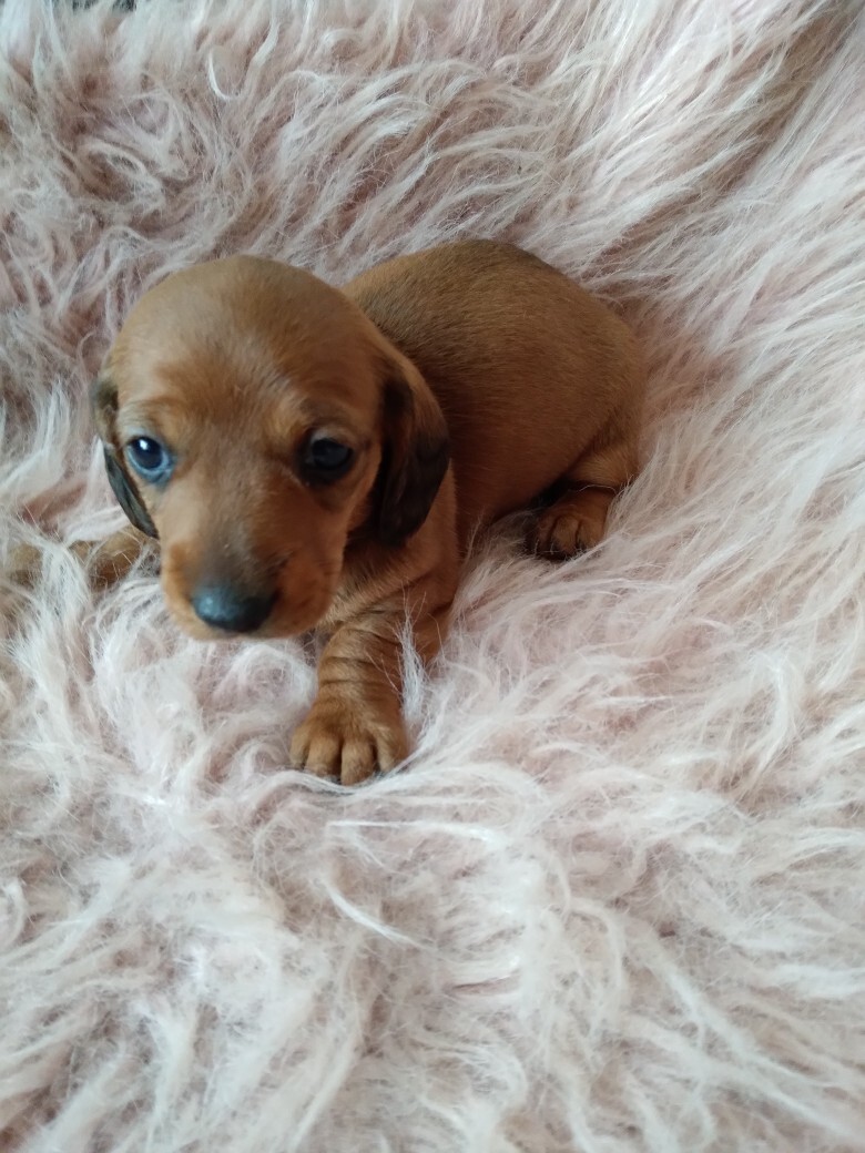 Szukasz "Jamnik" w Psy na sprzedaż, do oddania i adopcji - ogłoszenia na Allegro.pl