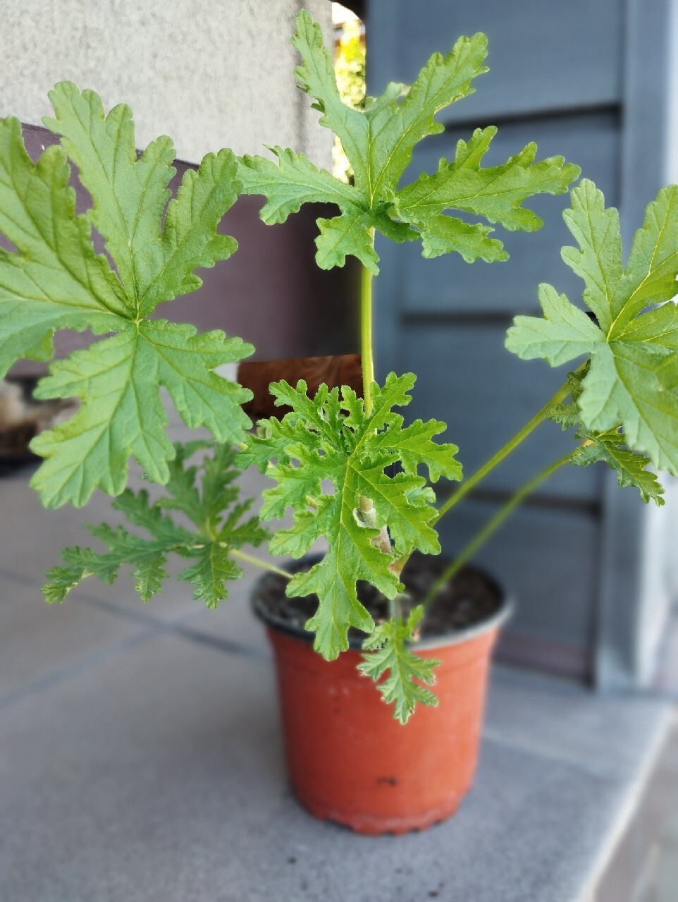 Geranium Anginka Pelargonia pachnąca | Poddębice | Kup teraz na Allegro ...