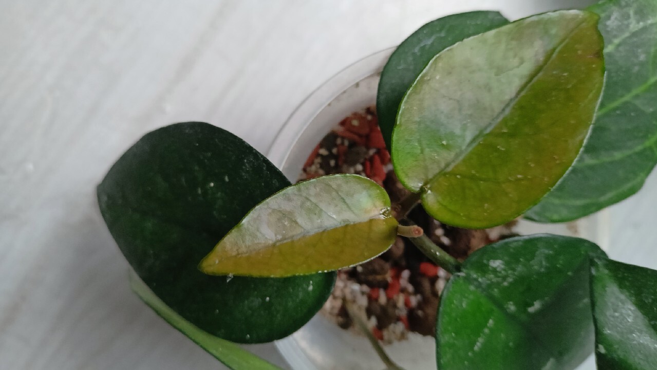 Hoya bonii rosnaca | Zacharzew | Kup teraz na Allegro Lokalnie