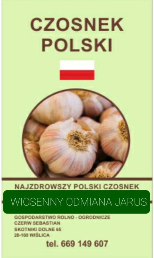 Czosnek Polski Wiosenny Jarus - Niska cena na Allegro.pl
