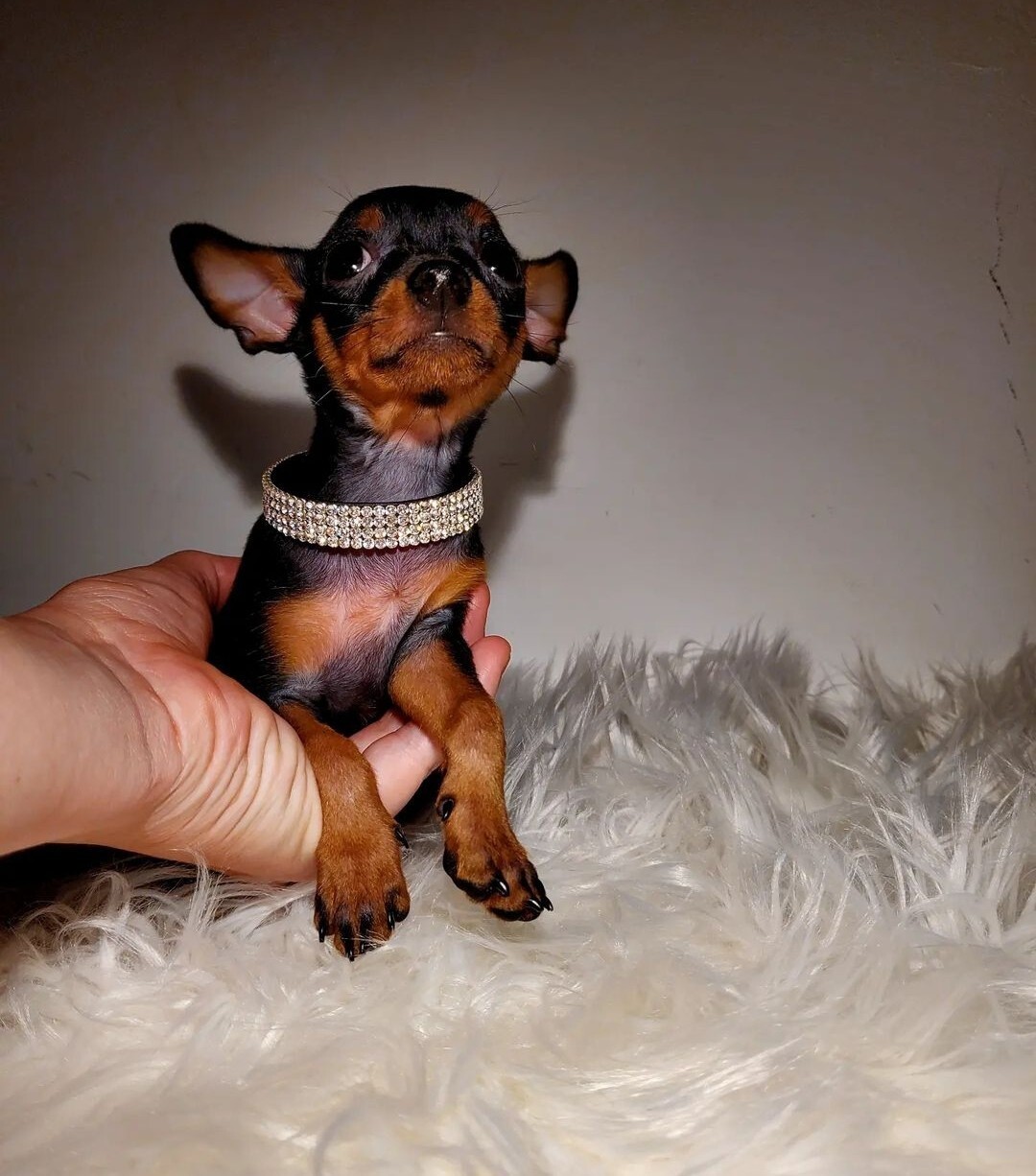 Prague Ratter 1,8 kg x 1,6 kg Praski Ratler Ratler | Łomża | Ogłoszenie ...