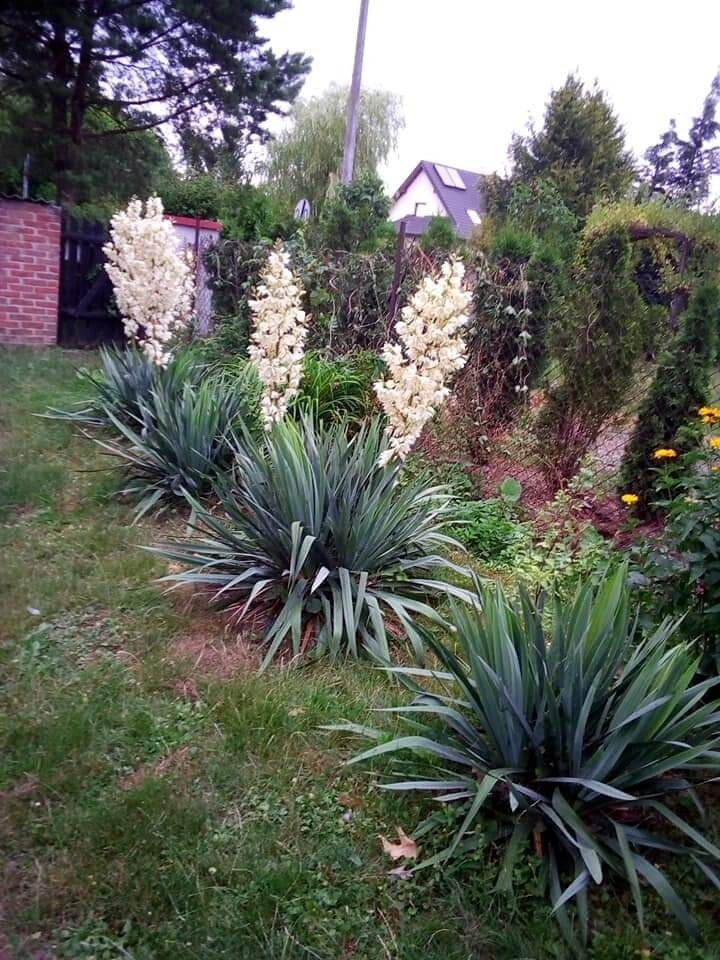 Juka ogrodowa sadzonki | Tereszyn | Kup teraz na Allegro Lokalnie