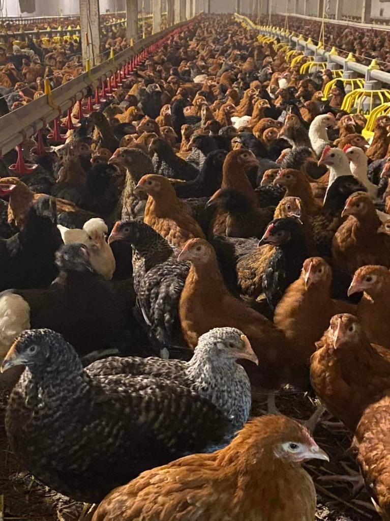 Kury nioski rosa Green Shell | Waśniów | Ogłoszenie na Allegro Lokalnie