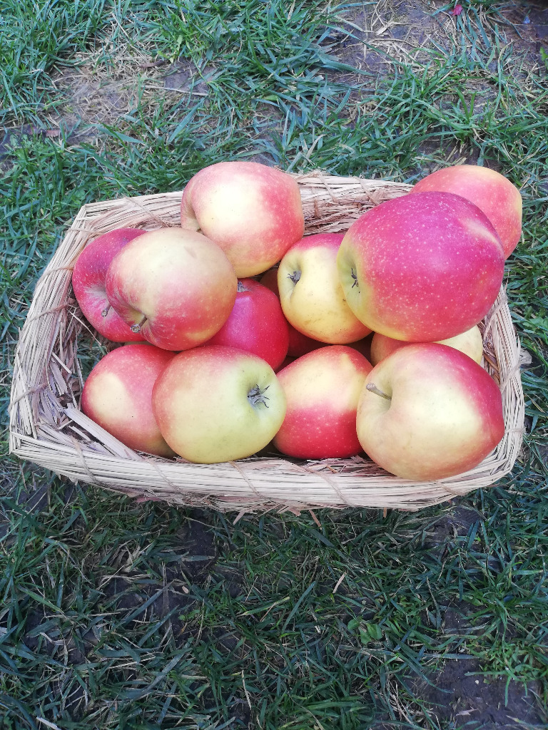 Jabłka Lobo - Niska cena na Allegro.pl
