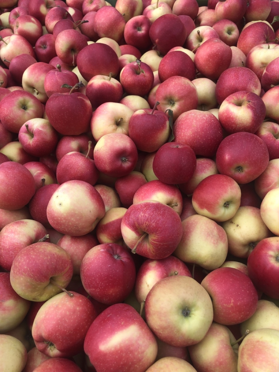 Jabłka odmiana gala 15 kg | Piła | Kup teraz na Allegro Lokalnie