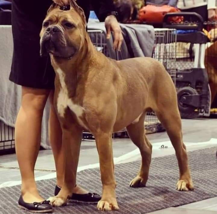 Cane Corso Puma Nero FCI | Wola Krzysztoporska | Ogłoszenie na Allegro ...