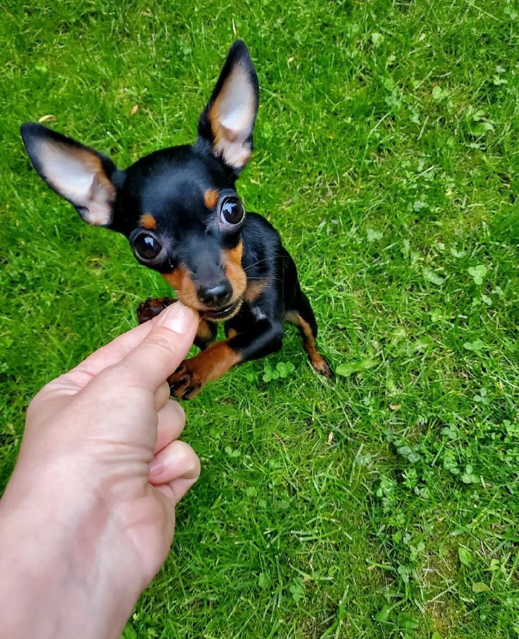 Praski Ratler mniejszy od pinczer miniaturowy | Sopot | Ogłoszenie na ...