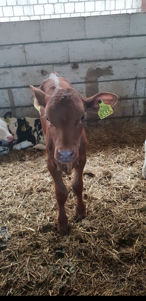 Byczki czarno białe i kolorowe | Kulesze-Chobotki | Kup teraz na ...
