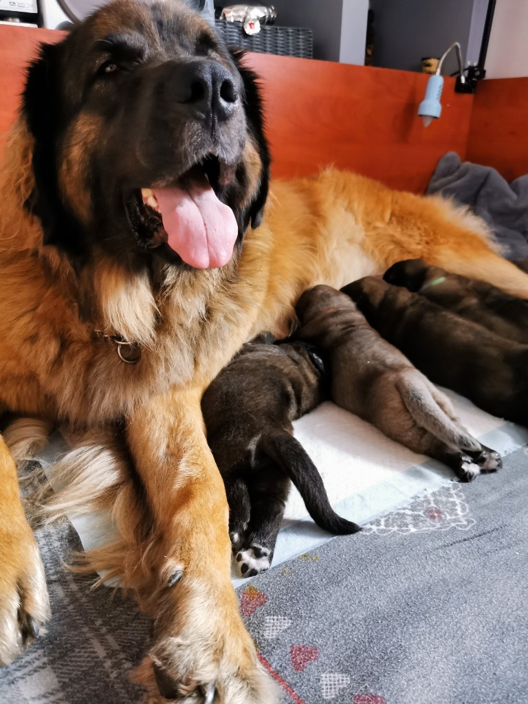 LEONBERGER szczeniaki | Las | Ogłoszenie na Allegro Lokalnie