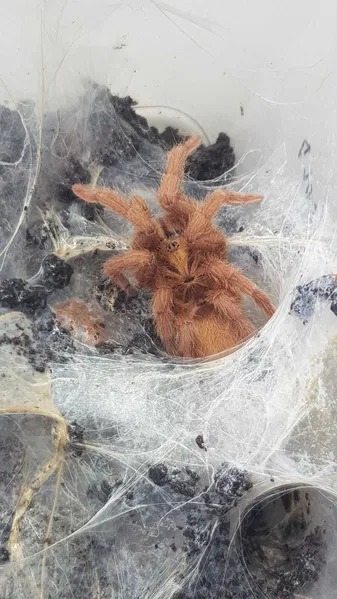 Neoholothele incei gold 1,5DC Ptasznik pająk | Piła | Kup teraz na ...