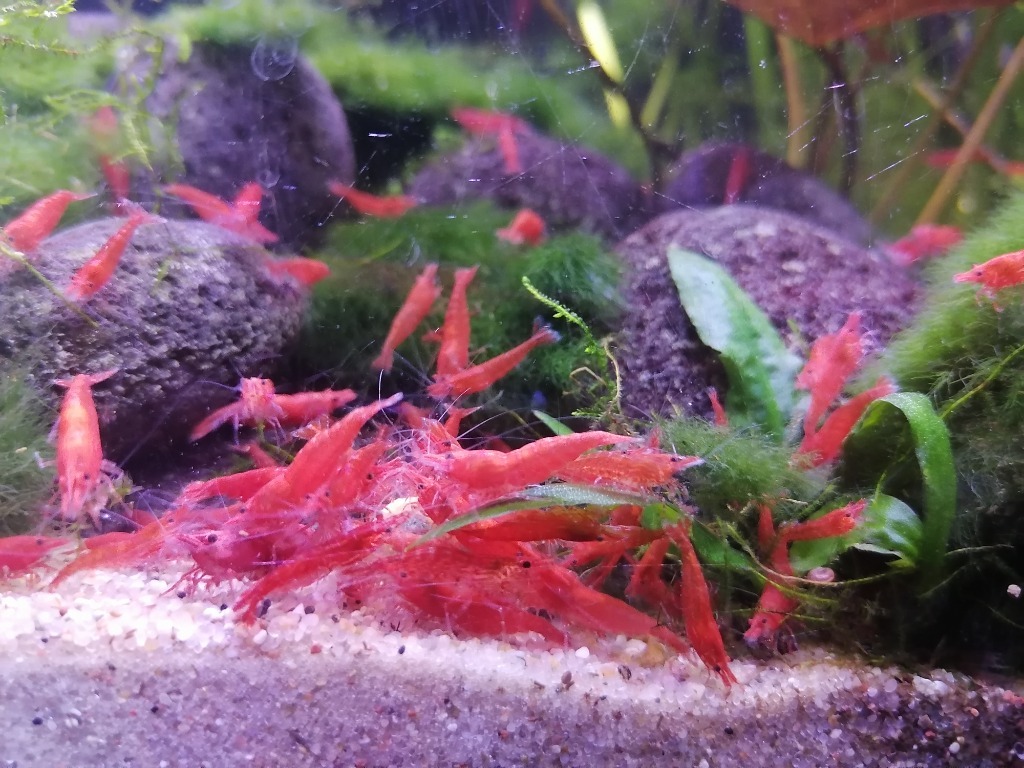 Krewetki Fire Red, Red Cherry, Sakura 20 sztuk. | Pasłęk | Kup teraz na ...