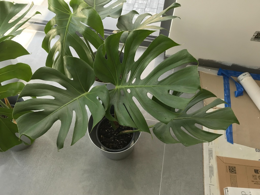 Monstera Deliciosa BIG FORM cięcie szczytowe | Łaziska Górne | Kup ...