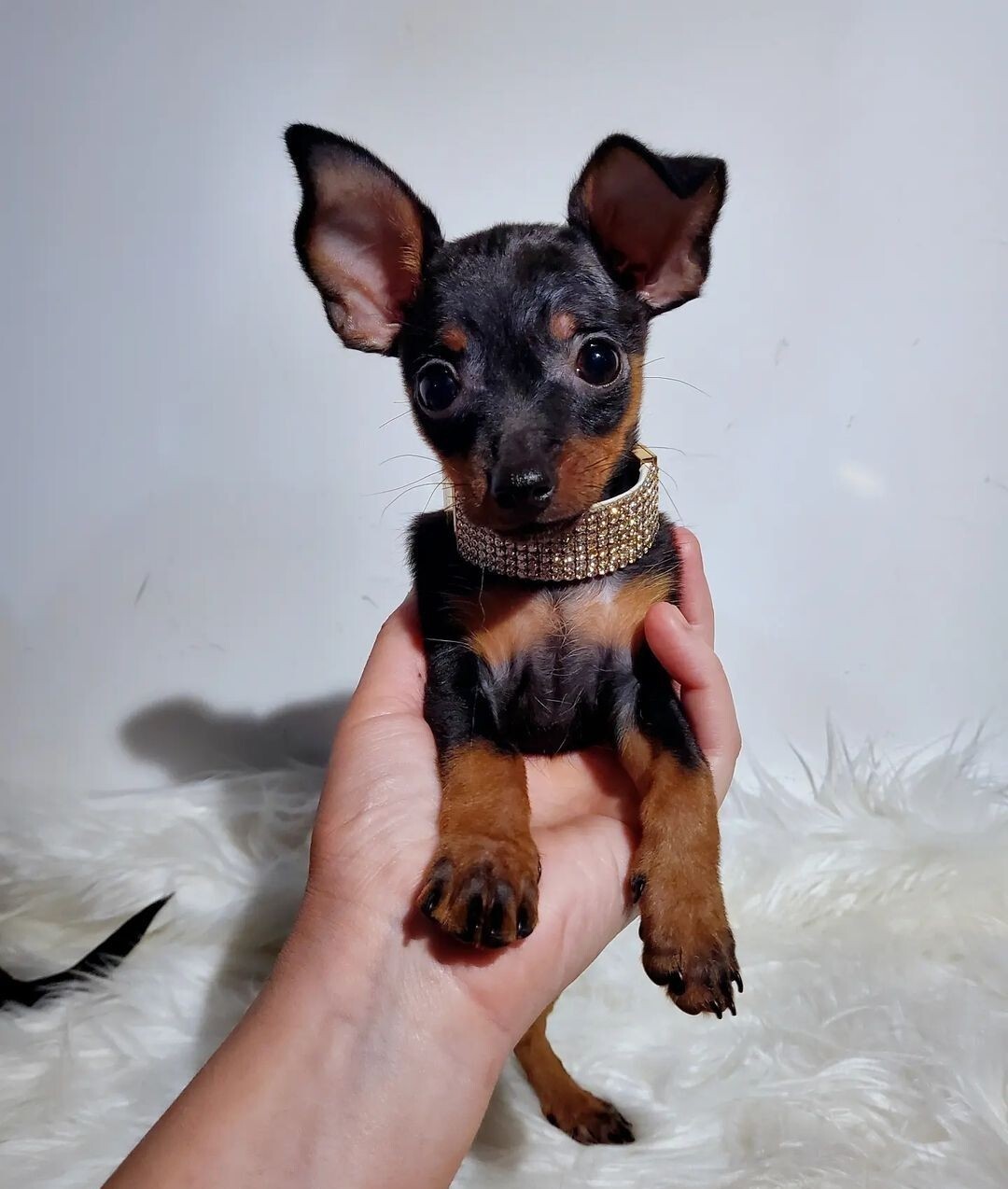 Prague Ratter 1,8 kg x 1,6 kg Praski Ratler Ratler | Łomża | Ogłoszenie ...