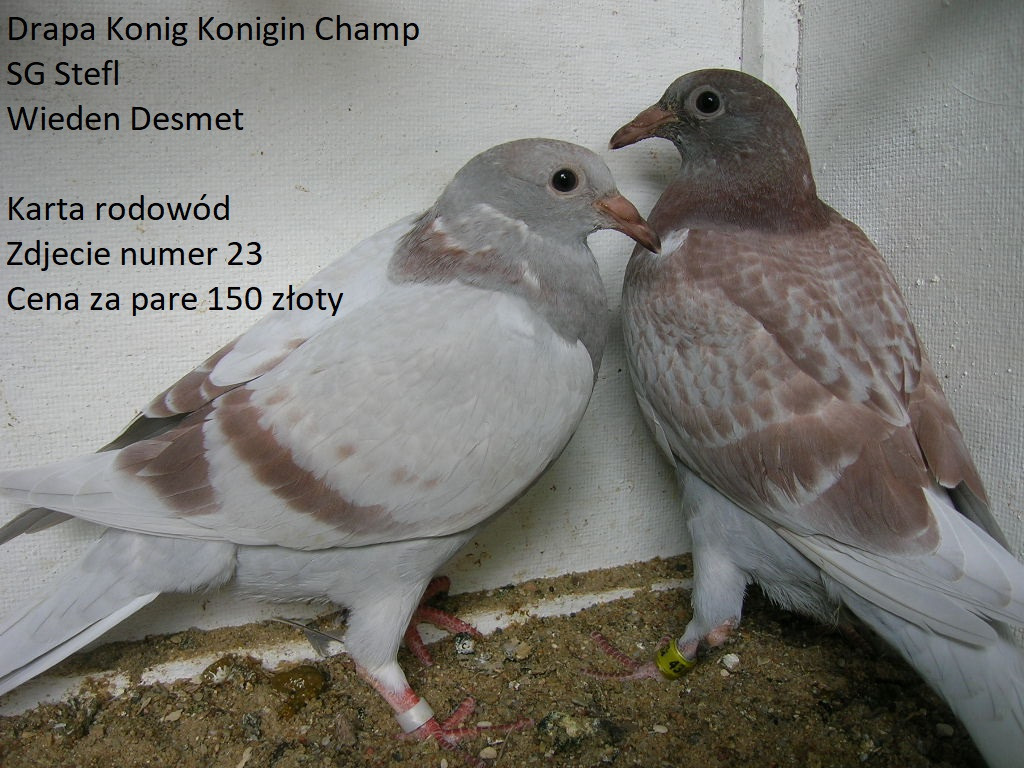 Gołębie pocztowe młode super pochodzenie 2024 rok | Bełchatów ...