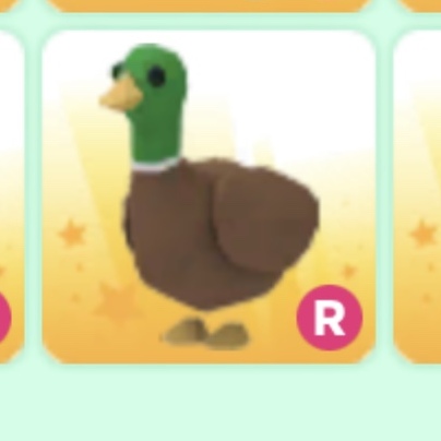 Drake R (adopt me) | Warszawa | Kup teraz na Allegro Lokalnie