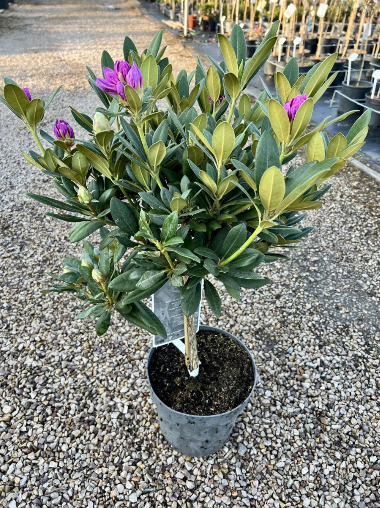 Rhododendron / Rododendron / Pień 50-80cm / 10l | Sękocin Stary ...