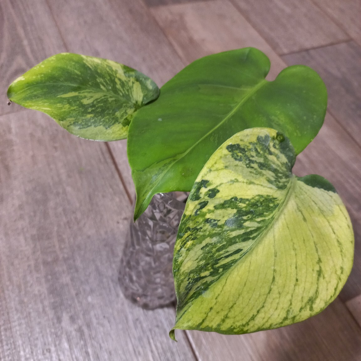 Monstera green on green GOG szczyt mint variegata | Kąkolewnica ...