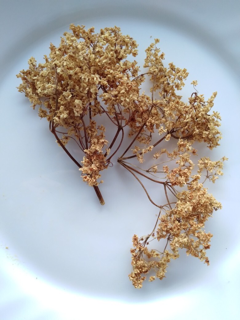 Dziki bez Suszony - Niska cena na Allegro.pl