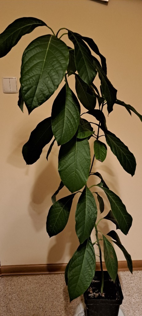 Drzewko awokado min 150 cm | Kraków | Kup teraz na Allegro Lokalnie