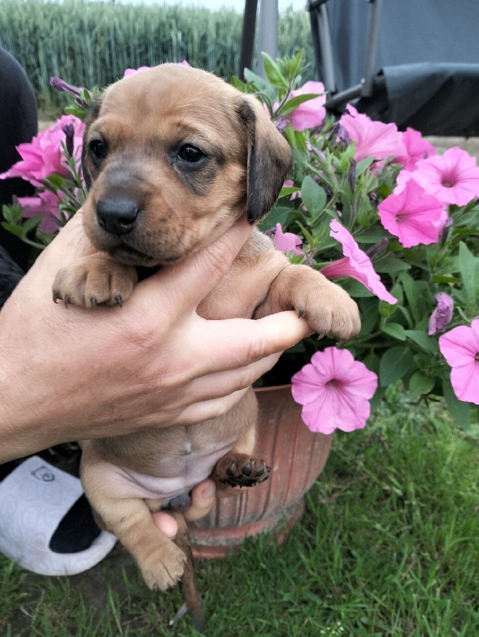 Szukasz "Jamnik" w Psy na sprzedaż, do oddania i adopcji - ogłoszenia na Allegro.pl