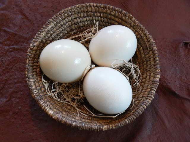 Jaja strusi afrykańskich-spożywcze, strusie ,struś | Drogomyśl | Kup ...