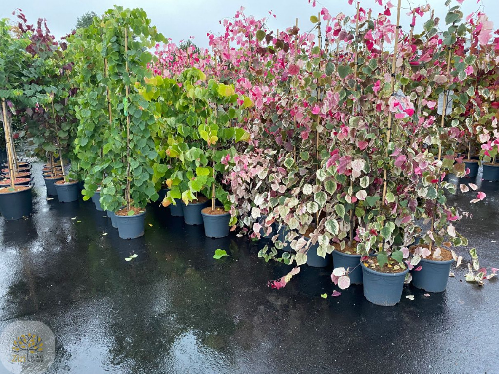 Judaszowiec Kanadyjski /Cercis Carolina Sweetheart | Sękocin Stary ...