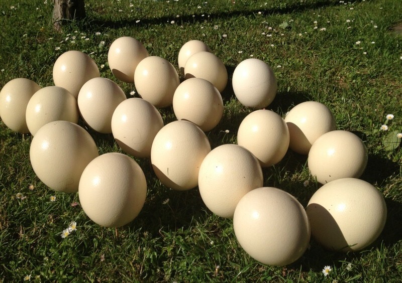 Jajo Strusia - Niska cena na Allegro.pl