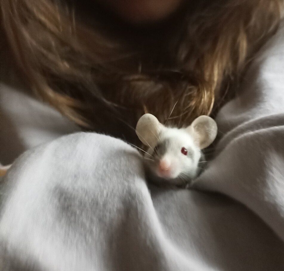 Mysz, myszki japońskie, myszy żywe | Warszawa | Ogłoszenie na Allegro ...