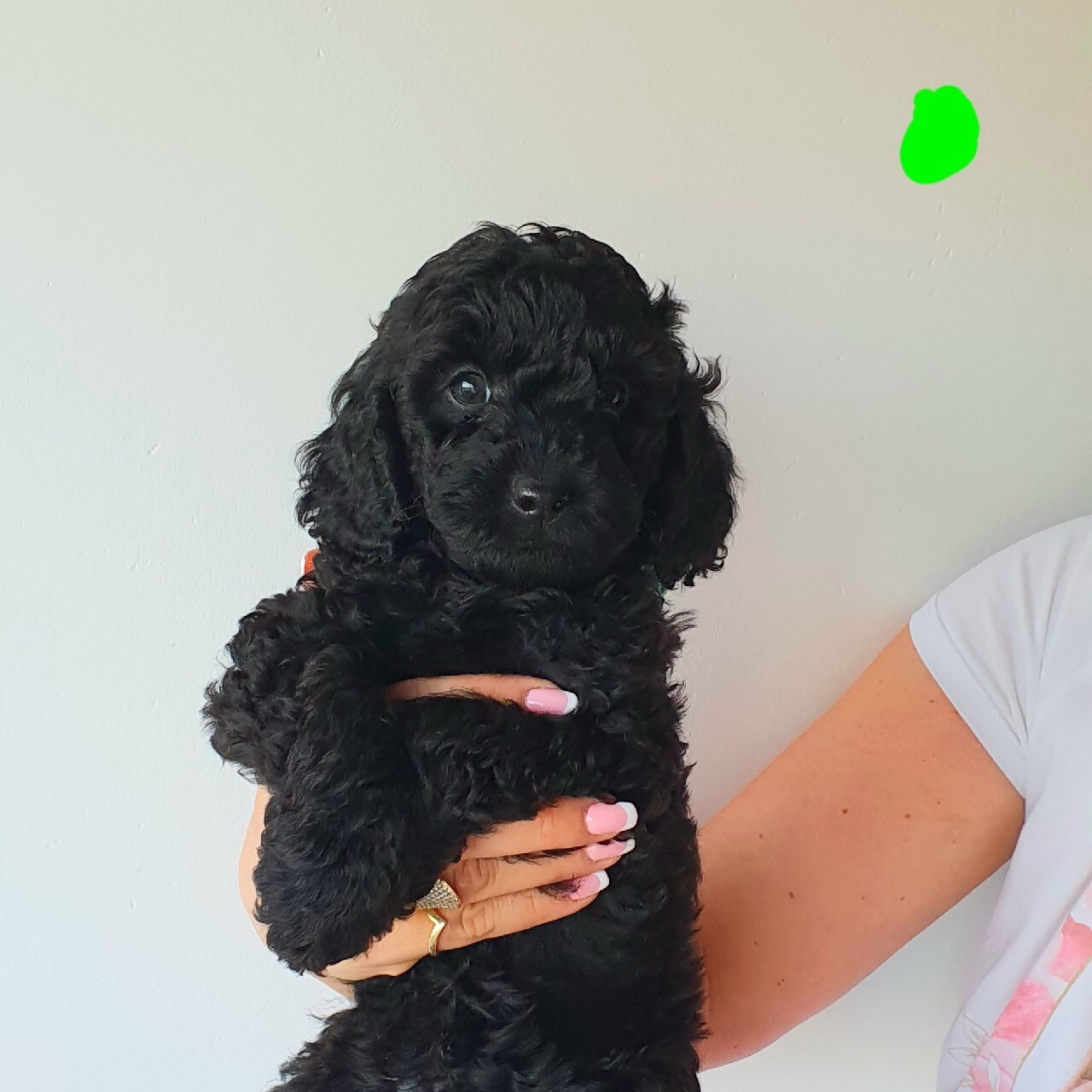 Pudle miniaturowe czarne, pudel miniatura | Poznań | Ogłoszenie na ...