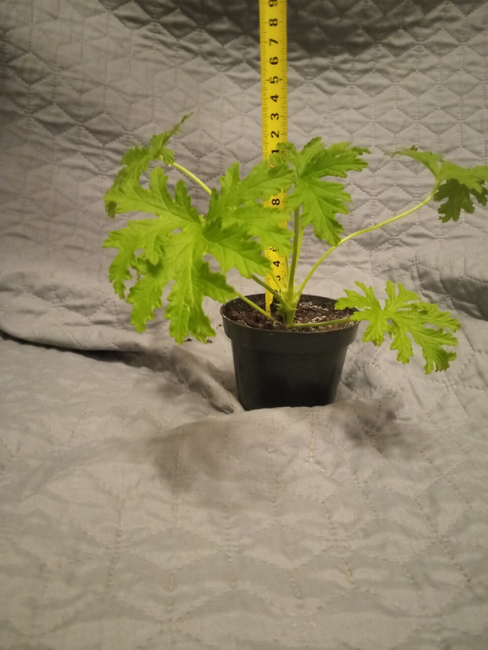 Pelargonia pachnąca geranium anginka cytrynka | Jasło | Kup teraz na ...