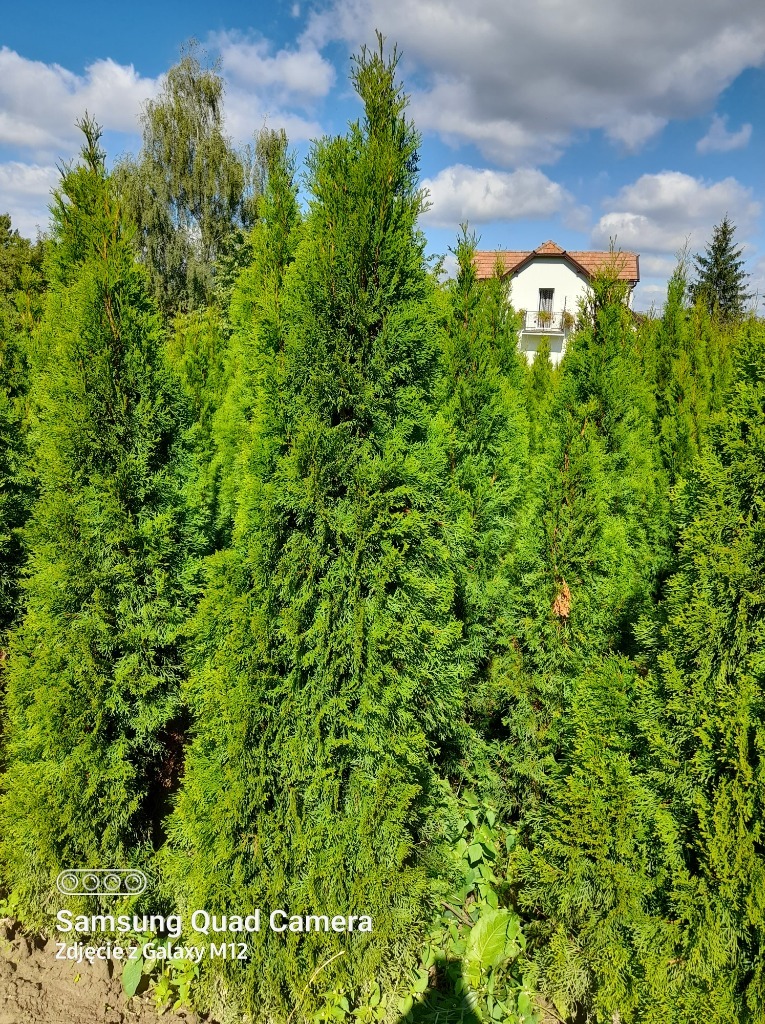 Tuja Szmaragd 3m - Niska cena na Allegro.pl