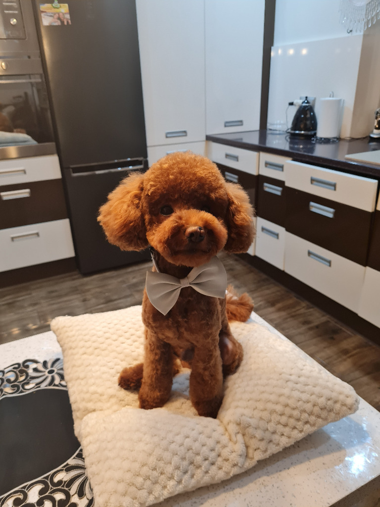 Pudel Toy Red Brown Reproduktor | Częstochowa | Ogłoszenie na Allegro ...