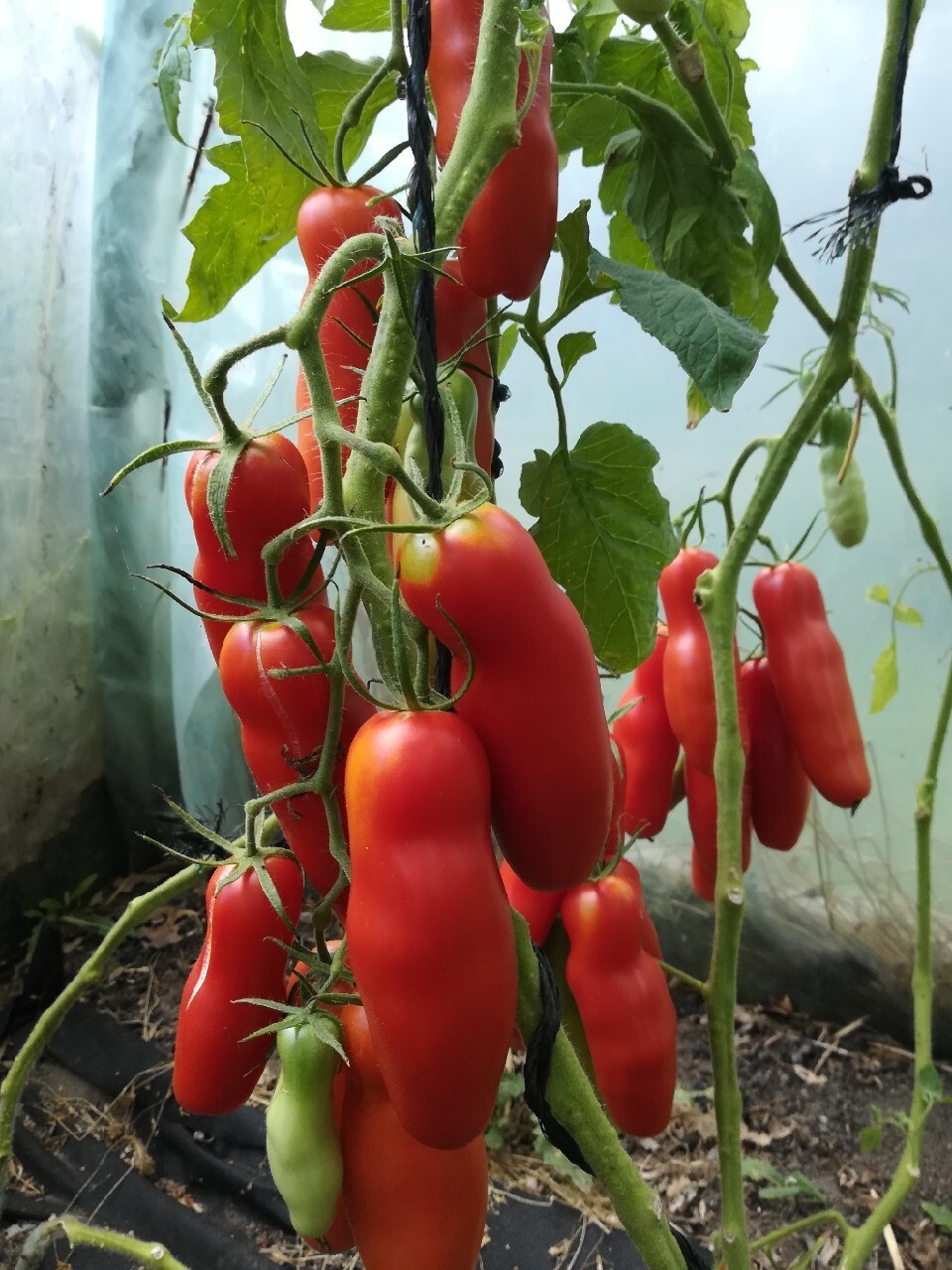 Pomidor Aurija 20 Nasion | Roszkowo | Kup teraz na Allegro Lokalnie