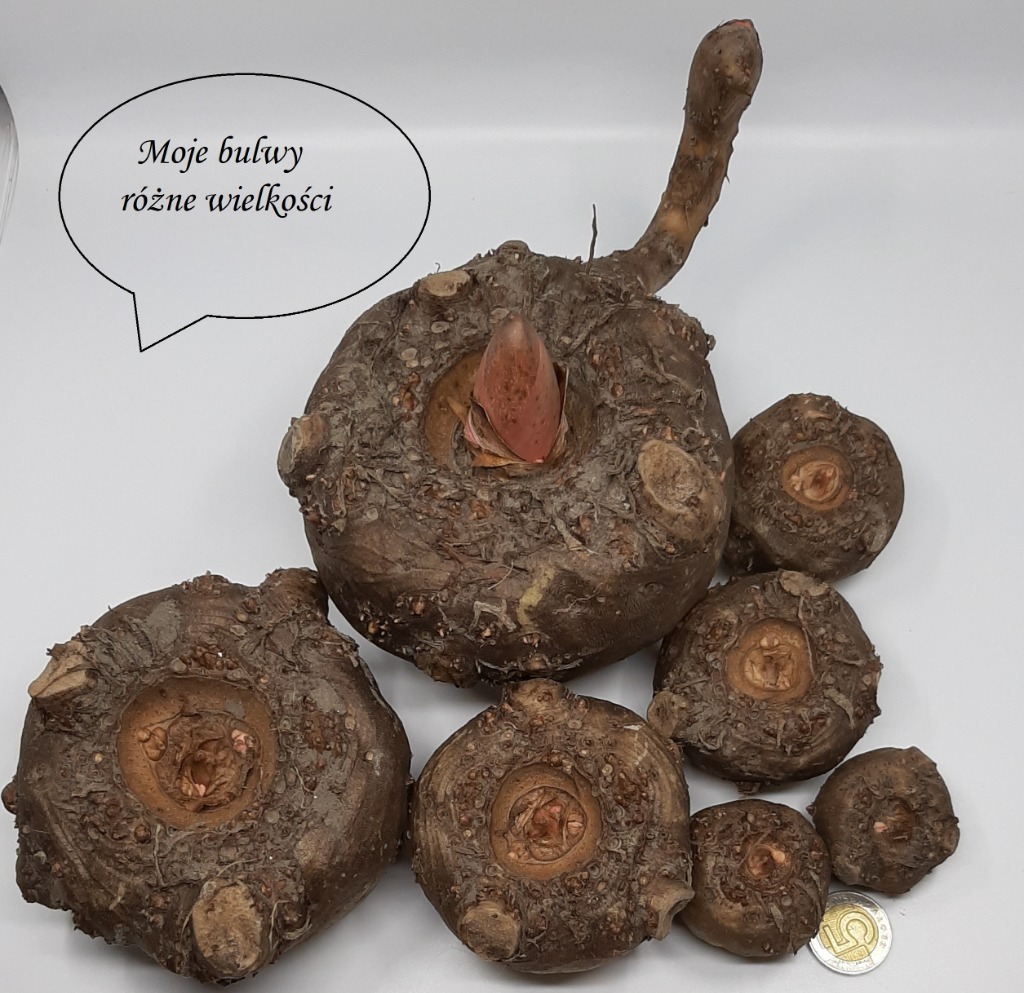 Dziwidło Amorphophallus rivieri (konjac) Bulwa "A" | Lublin | Licytacja ...