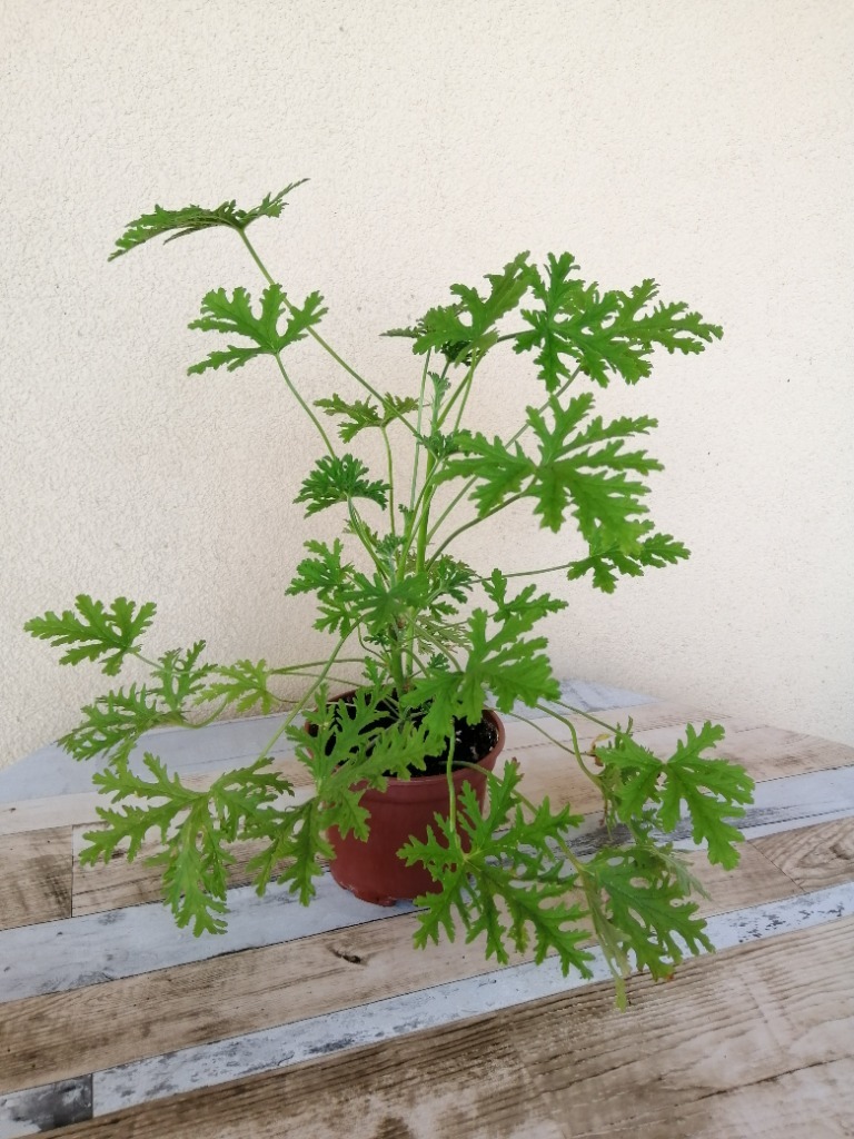 Geranium, anginka, cytrynka, ekologiczna sadzonka | Ruda Białaczowska ...