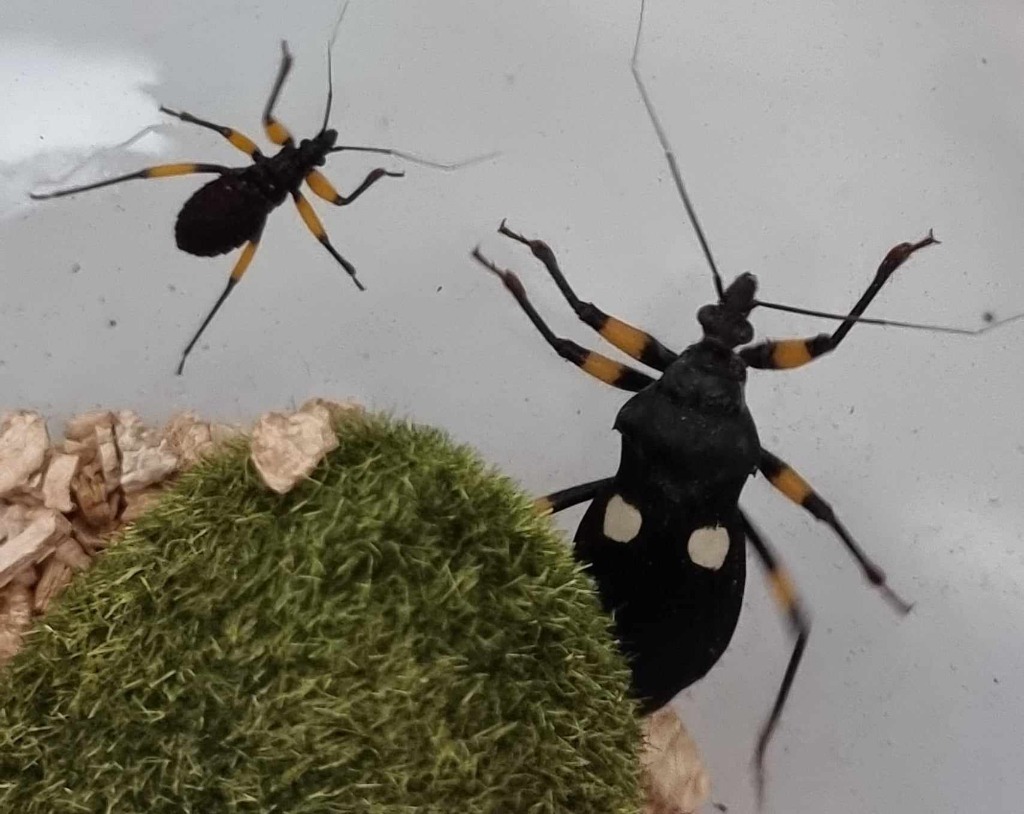 Pluskwiak Dwuplamy - Niska cena na Allegro.pl