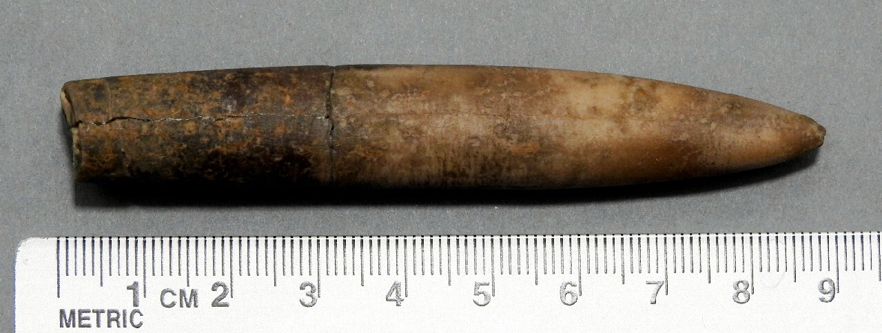 Belemnit rostrum Jura środkowa | Kraków | Kup teraz na Allegro Lokalnie