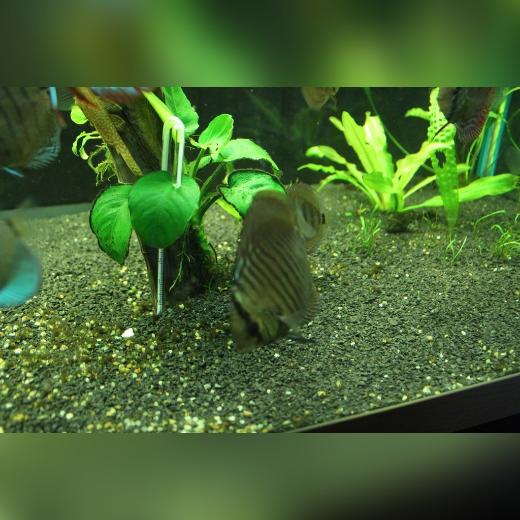 Ryby dyskowce paletki młode powyżej 8 cm | Olkusz | Ogłoszenie na ...