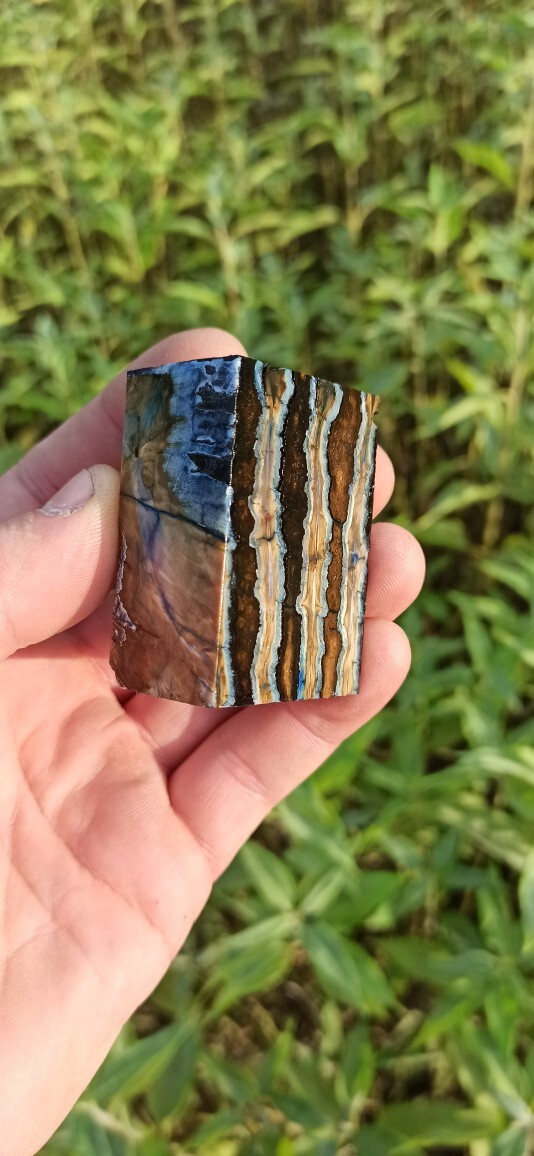 Ząb Mamuta Stabilizowany - Niska cena na Allegro.pl