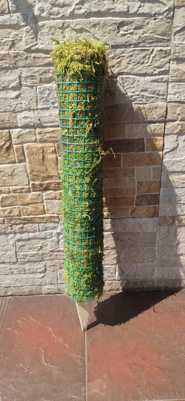 Palik z Mchu 60 - Niska cena na Allegro.pl