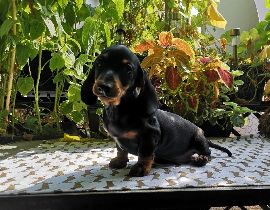 Jamnik Krótkowłosy Miniaturowy/Króliczy ZKwP | Wrocław | Ogłoszenie na Allegro Lokalnie