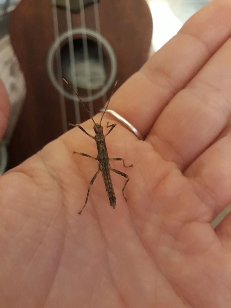 Straszyki nowogwinejskie - eurycantha calcarata. | Gdańsk | Ogłoszenie ...